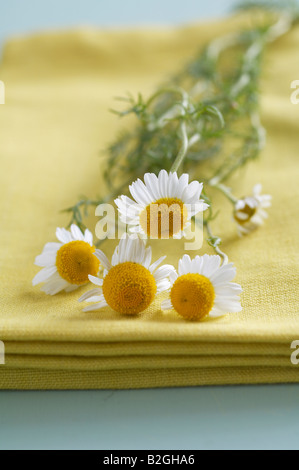 Sprigs of chamomile Stock Photo - Alamy