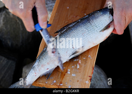 fish scale powan whitefish vendace coregonus Stock Photo - Alamy
