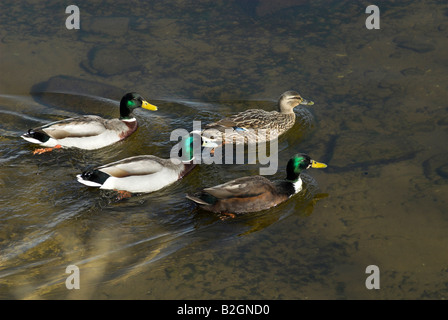 Ducks on Loch Lomond, Scotland Stock Photo - Alamy