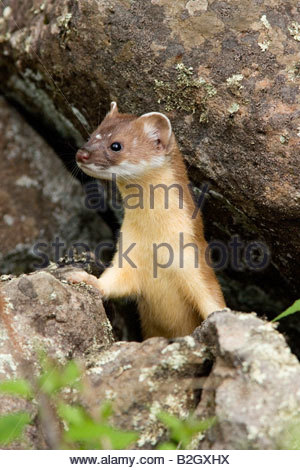 Long-tailed Weasel (Mustela frenata), Abbotts lagoon, Point Reyes Stock ...
