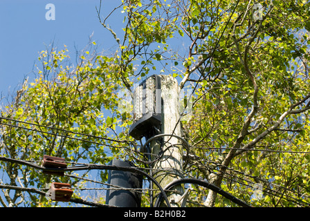 Telegraph pole with junction box Stock Photo - Alamy