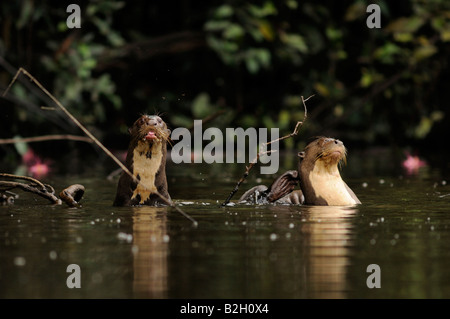 GIANT OTTERS Pteronura brasiliensis WILD, Yavari River, Amazonian Peru ...