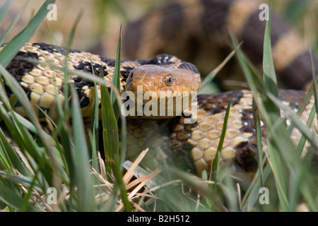 Western fox snake, Elaphe vulpina Pantherophis vulpinus, Michigan ...