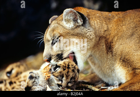Baby Florida Panther Puma Felis concolor coryi captive Big Cyress ...