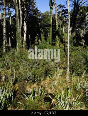 Rain Forest New Zealand. New Zealand landscapes Stock Photo - Alamy