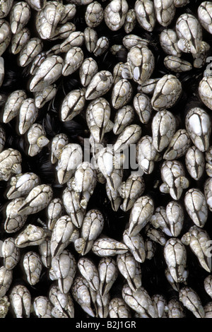 zoology / animals, shellfish / crustacean, Pelagic goosneck barnacle ...