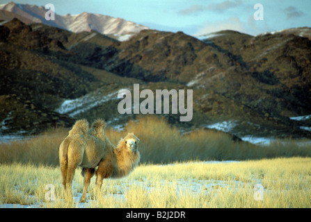 The Bactrian camels, Camelus bactrianus is a large, even-toed ungulate ...
