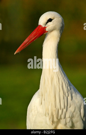 The European white stork, Ciconia ciconia is a large bird in the stork ...