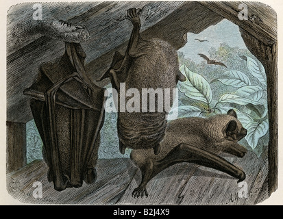 Nyctalus Noctule bat Vespertilionidae Vesper Evening bats roosting ...