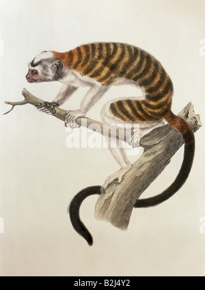 zoology / animal, mammal / mammalian, monkeys, howlers, brown howler ...