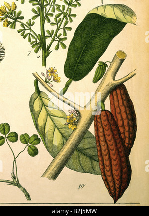 Theobroma cacao, cocoa plant Stock Photo - Alamy