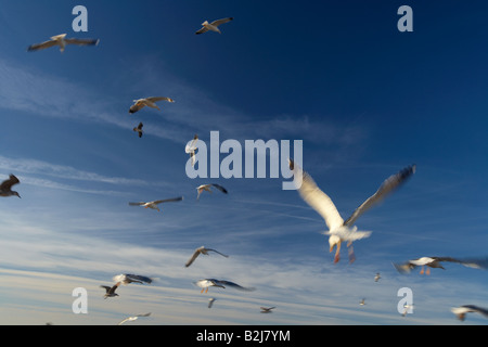 Seagulls are flying in the sky over sea waters Stock Photo - Alamy