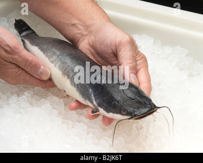 Hand holding catfish Stock Photo - Alamy