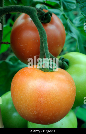 TOMATO FERLINE F1 HYBRID VARIETY WITH BLIGHT TOLERANCE AND RESISTANCE ...