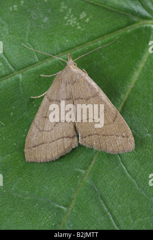 The fan-foot moth (Herminia tarsipennalis) in profile. British insect ...