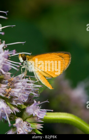 Least Skipper, Ancyloxypha numitor Stock Photo - Alamy