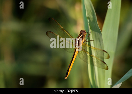 Golden-winged Skimmer dragonfly (Libellula auripennis) male perched ...