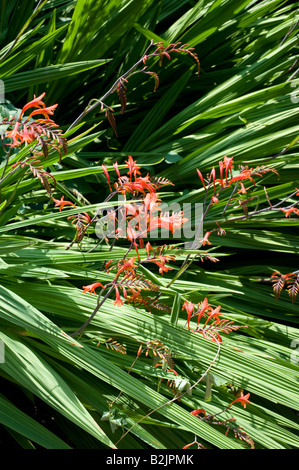 Tiger Lily in my back yard Stock Photo - Alamy
