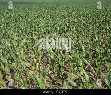 botany, Zea, "Maize" (Zea mays), subspecies (Zea mays ssp. mays), field ...