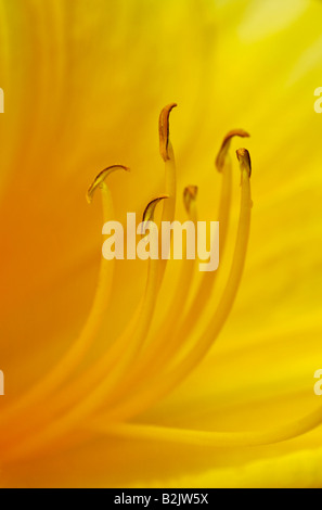 Day Lilly, close up Stock Photo - Alamy
