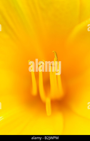 Close up of a Daylilly Stamen Stock Photo - Alamy