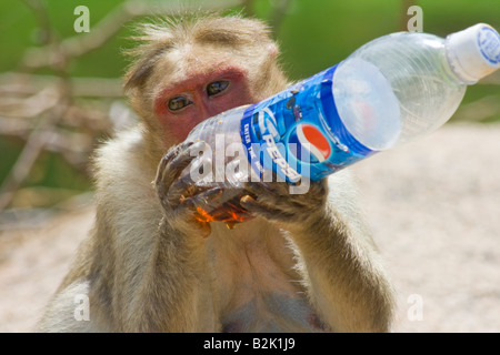 Macaque Monkey Drinking Pepsi from a Plastic Bottle in Mamallapuram ...