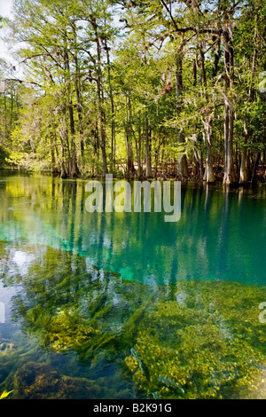Manatee at Blue Springs State Park Stock Photo - Alamy