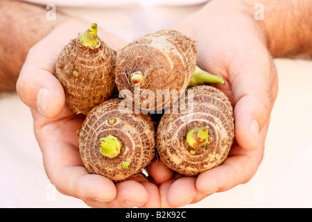 Taro (Colocasia esculenta), sweet potato (Ipomoea batatas) and banana ...