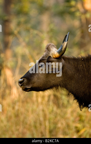 Gaur in Kanha National Park in India Stock Photo - Alamy