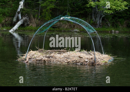 Common Loon (Gavia immer) nesting at edge of lake, Acadia National ...