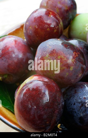 Prunus domestica The Czar Stock Photo - Alamy