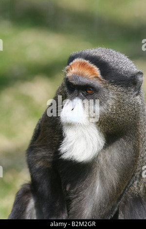De Brazza monkey Cercopithecus neglectus Central Africa adult primate ...