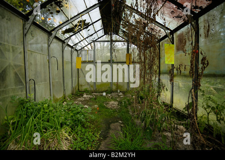 An overgrown or neglected garden or allotment. Forgotten and abandoned ...