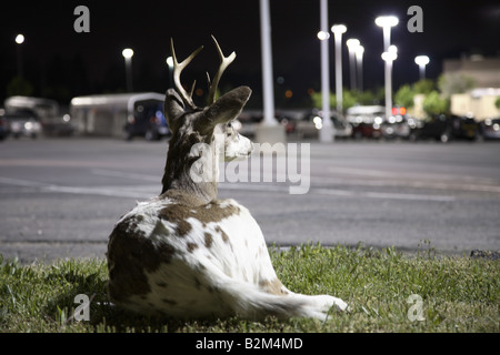 deer in parking lot Stock Photo - Alamy