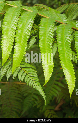 Fern, Rainforest, Trinidad Stock Photo - Alamy