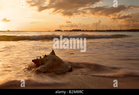 Conch shell on the sand with reflections and pink sunset hues Stock ...