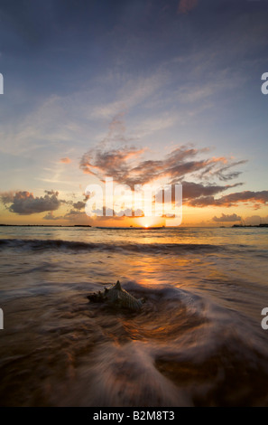 Conch shell on the sand with reflections and pink sunset hues Stock ...