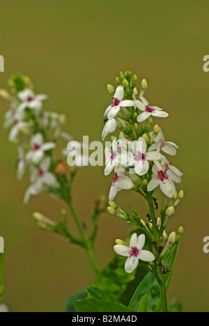 Golden Pseuderanthemum, Yellow-Vein Eranthemum, Pseuderanthemum ...