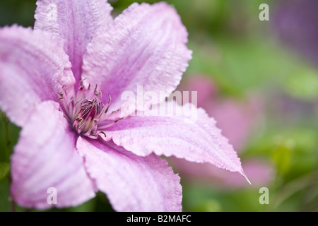 Clematis hagley hybrid pink flower in the garden design Stock Photo - Alamy