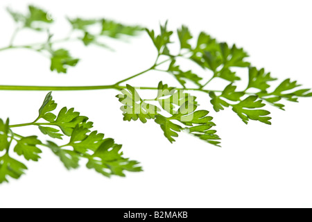 Caraway or Persian Cumin (Carum carvi), leaves Stock Photo - Alamy