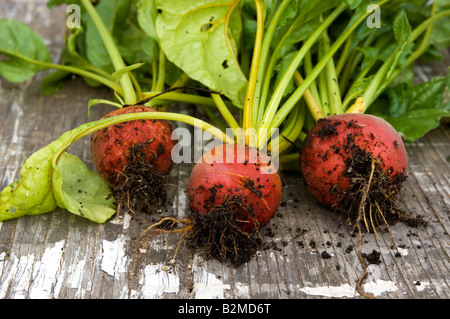Three golden beets Stock Photo - Alamy