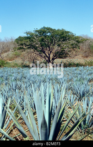 Field of blue agave plants, Sinaloa, Mexico Stock Photo - Alamy