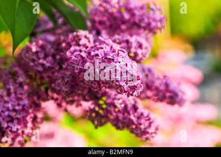 Abundant flowers of purple lilac blooming in late spring Stock Photo ...