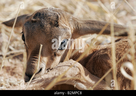 Young Springbock, springbuck, springbok, Antidorcas marsupiallis ...