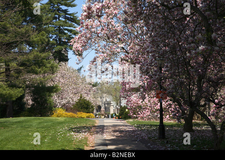 Pink saucer magnolias lined walkway through Princeton University campus ...