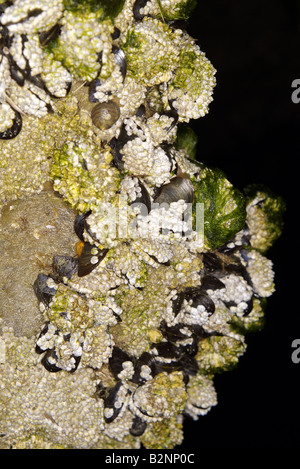 Rock pool with barnacles, mussels, limpets at Kilkee, County Clare ...