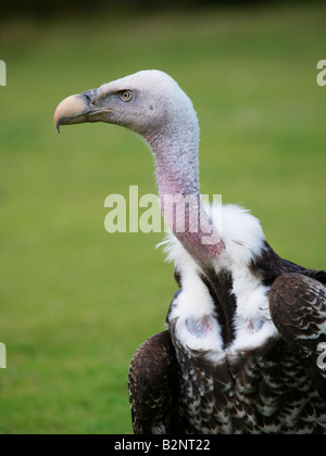 Side profile of a beautiful vulture bird looking aside Stock Photo - Alamy