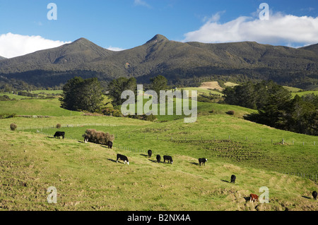 Cows Farmland and Pouakai Range Taranaki North Island New Zealand Stock ...