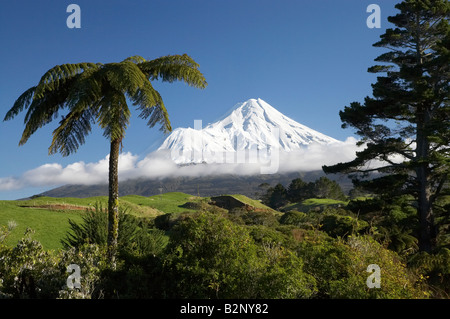 Punga tree Stock Photo: 1857760 - Alamy