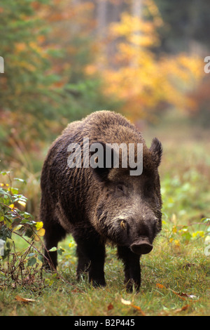 wild boar in the forest; Autumn light; fall season; Wild boar in the ...